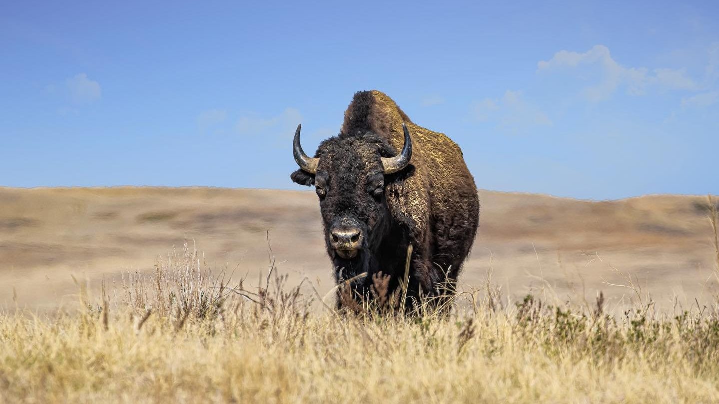 Theodore Roosevelt National Park | Medora, North Dakota