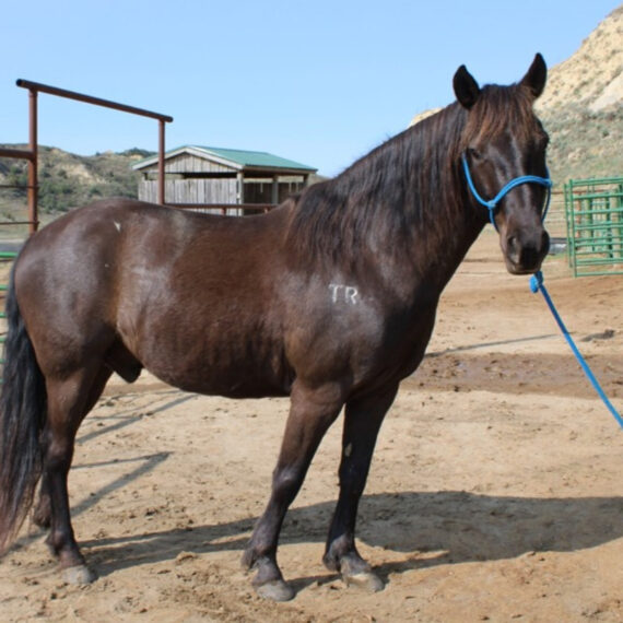 Trail Rides in Medora | Medora, North Dakota