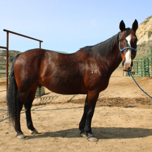 Trail Rides in Medora | Medora, North Dakota