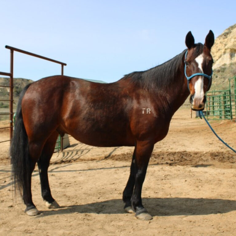 Trail Rides in Medora | Medora, North Dakota