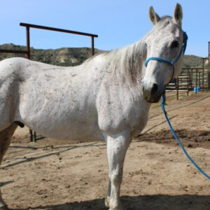 Trail Rides in Medora | Medora, North Dakota