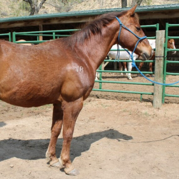 Trail Rides in Medora | Medora, North Dakota
