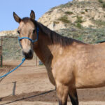 Trail Rides in Medora | Medora, North Dakota