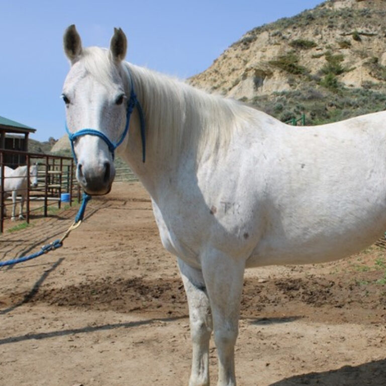 Trail Rides in Medora | Medora, North Dakota