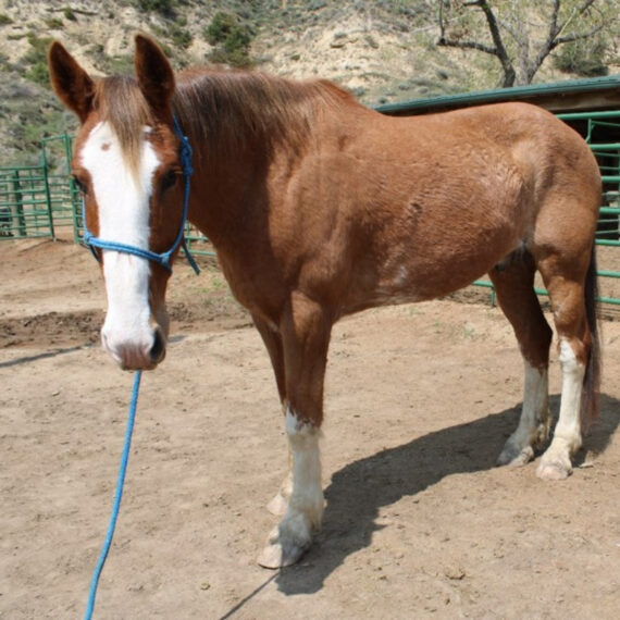 Trail Rides in Medora | Medora, North Dakota