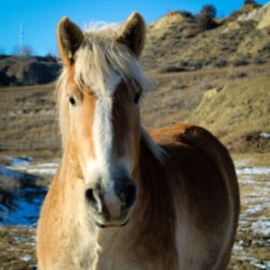 Trail Rides in Medora | Medora, North Dakota
